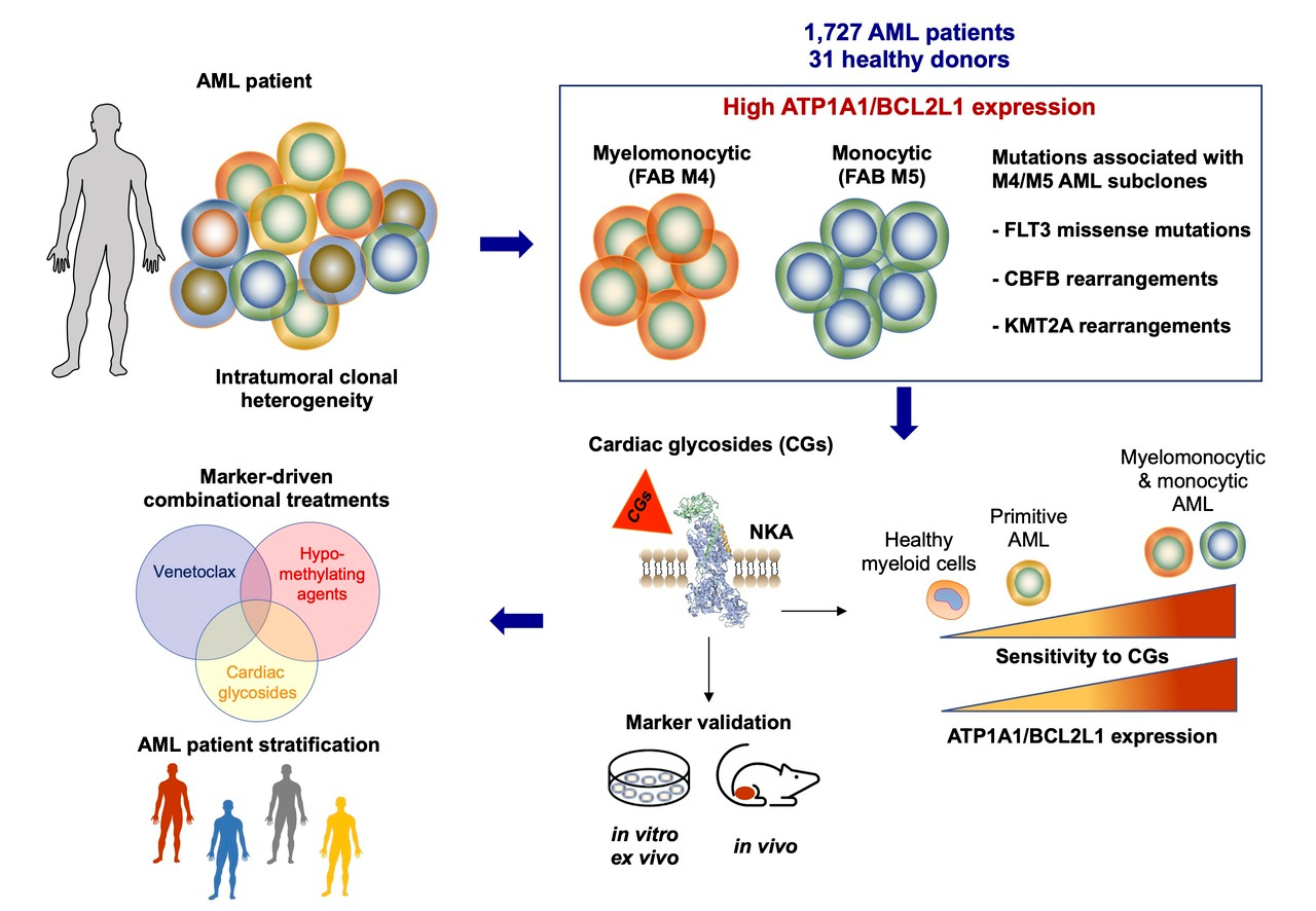 Emerging maturation stage-associated markers predict AML subtype ...