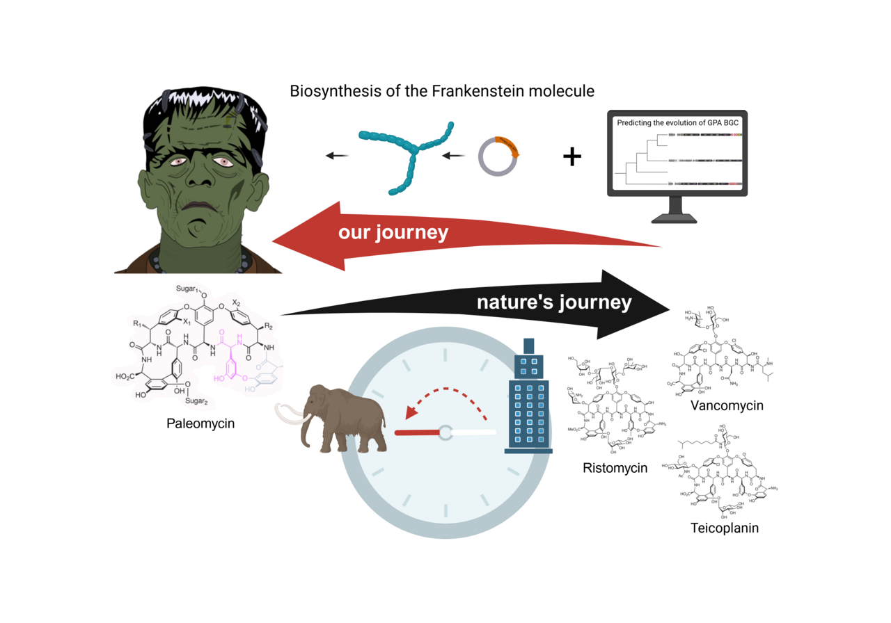The Frankenstein molecule: resurrecting an ancient antibiotic to create ...