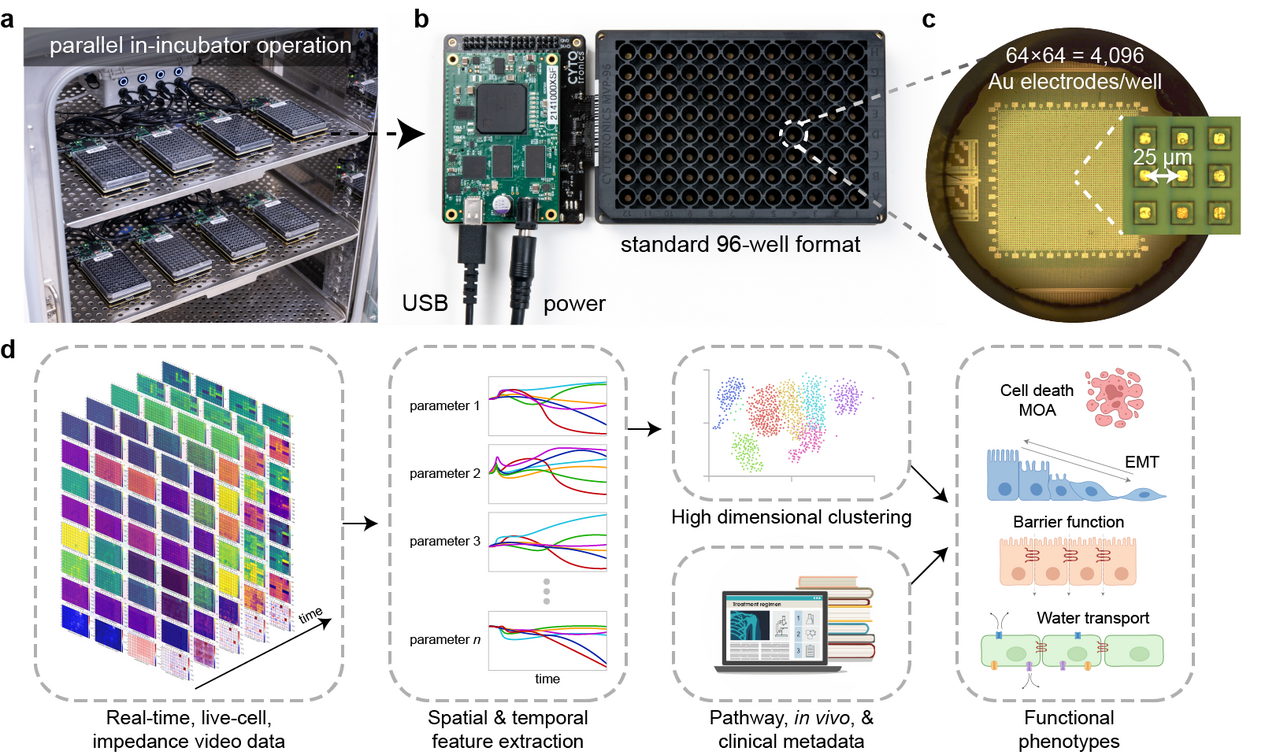 Electrical Imaging: A new paradigm for generating high-dimensional functional data in live cells ...