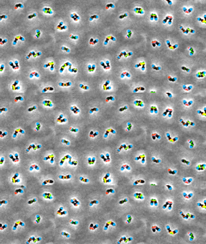 Why do pneumococcal cells stop dividing during transformation ...