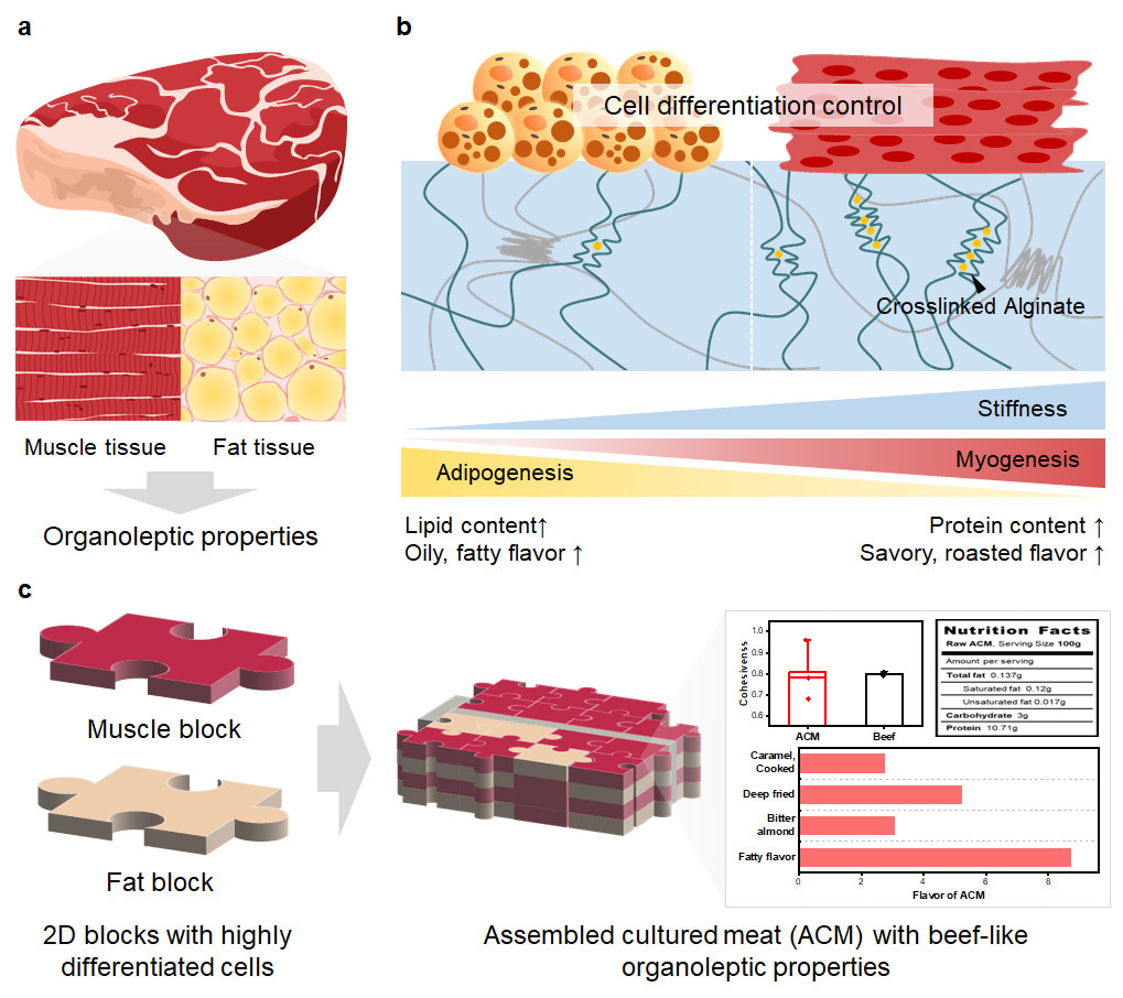 Cultured meat with enriched organoleptic properties by regulating cell ...