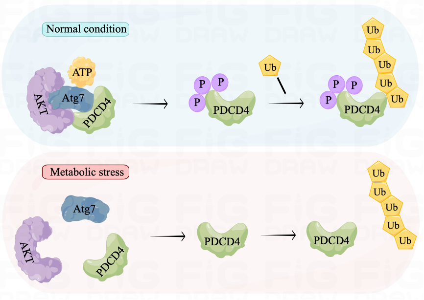 Atg7 senses ATP levels to promote survival during metabolic stress | Research Communities by ...
