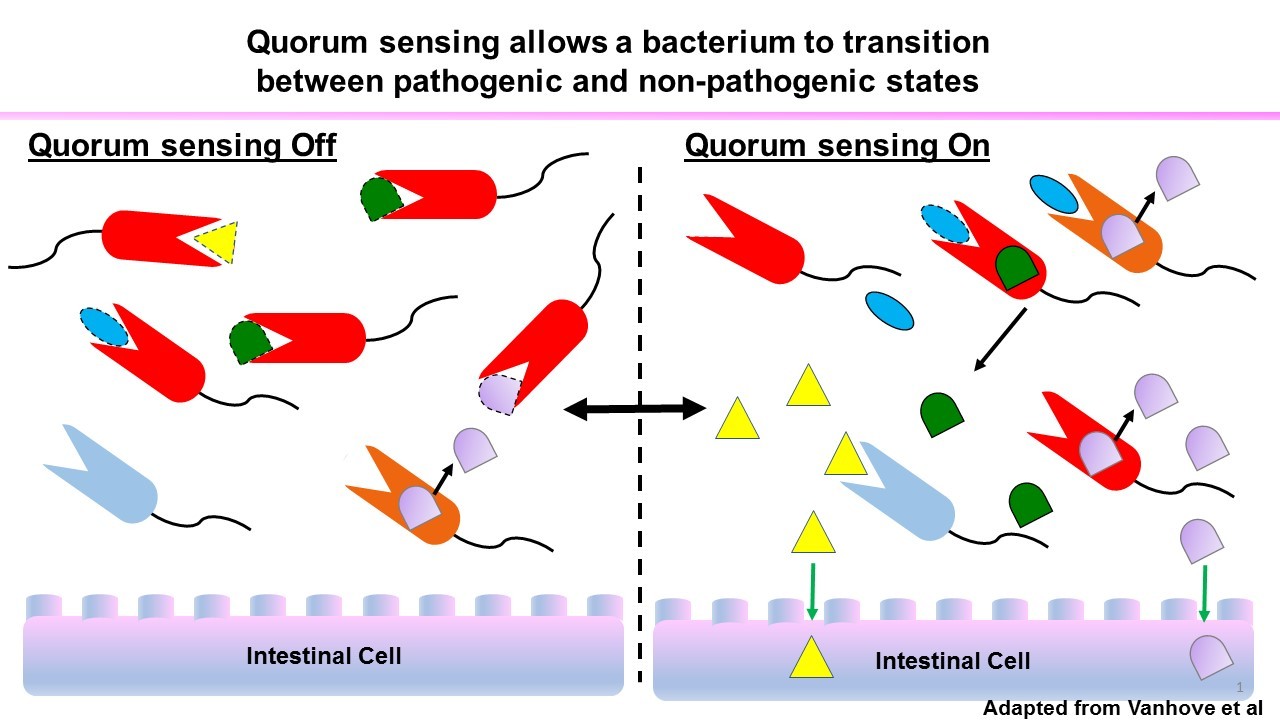 Quorum sensing helps Vibrio cholerae co-exist with its arthropod host ...