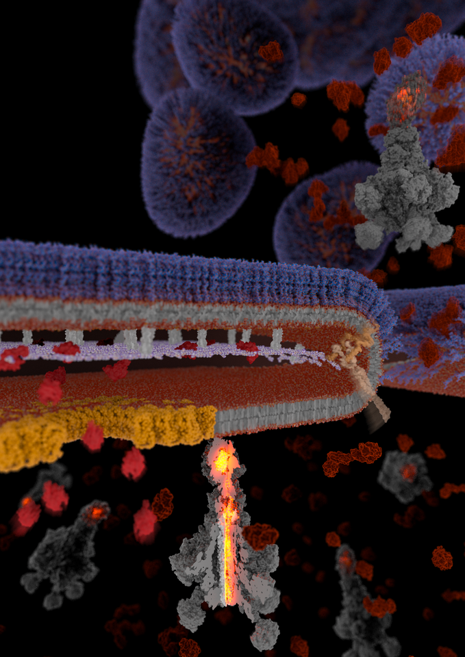 Danger, pathogen may explode: revealing how specialized bacterial cells ...
