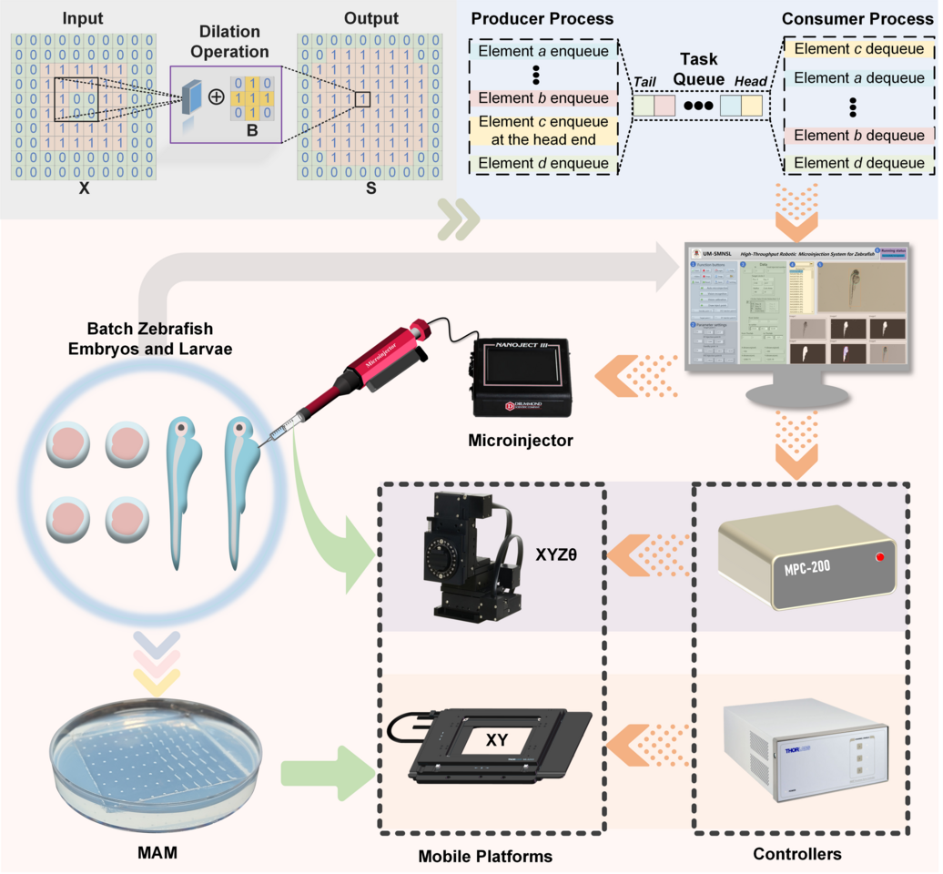 Automated robotic microinjection system for batch zebrafish injection | Research Communities by ...