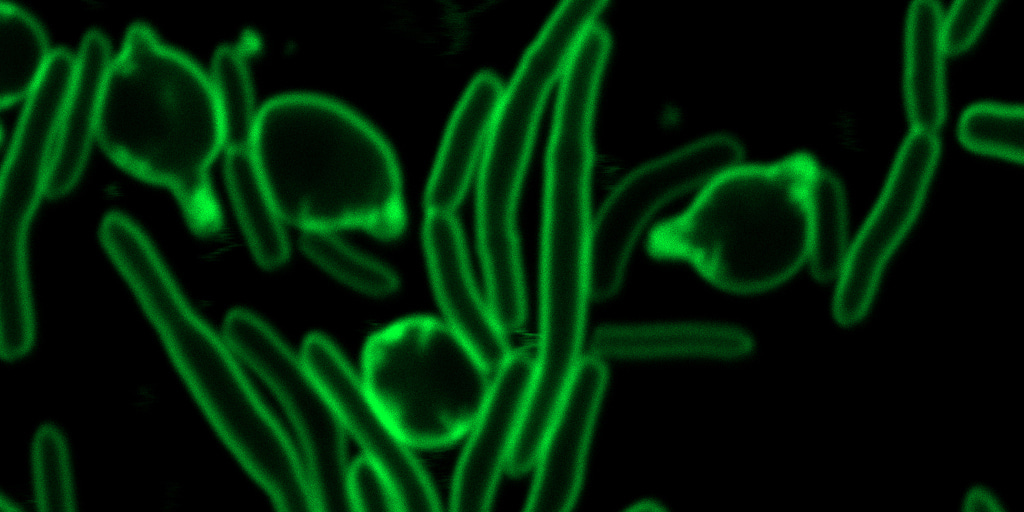 Human gut symbionts secrete a ubiquitin homologue that inactivates an ...
