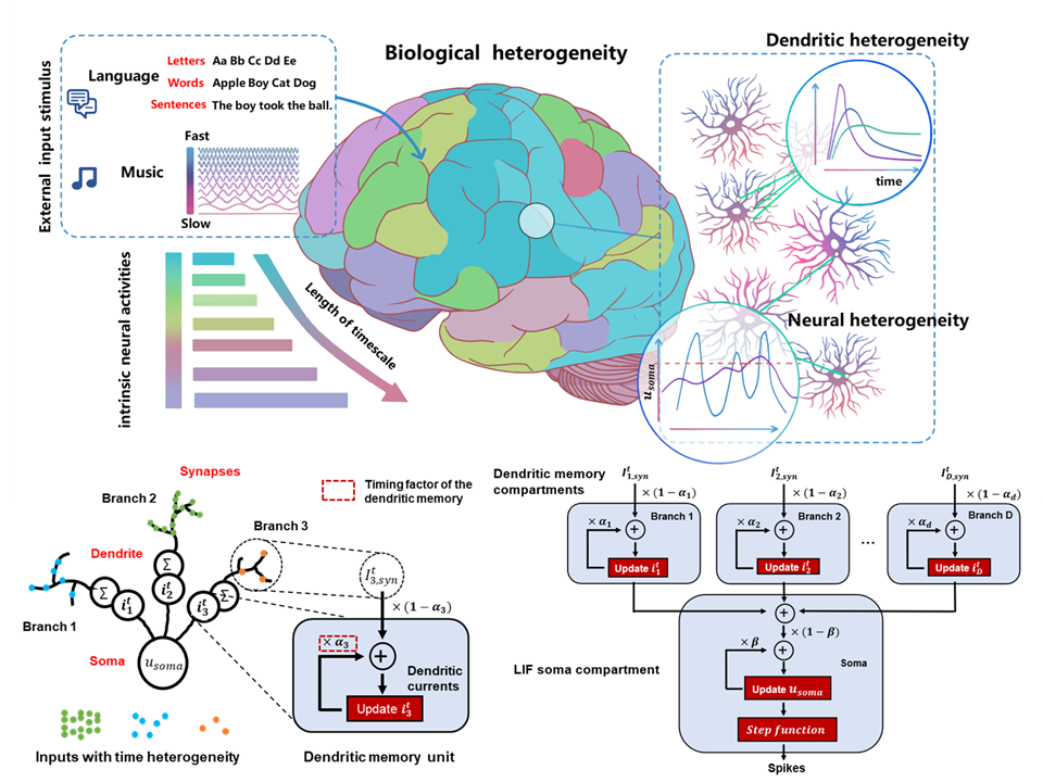 Temporal Dendritic Heterogeneity Incorporated with Spiking Neural Networks for Learning Multi ...