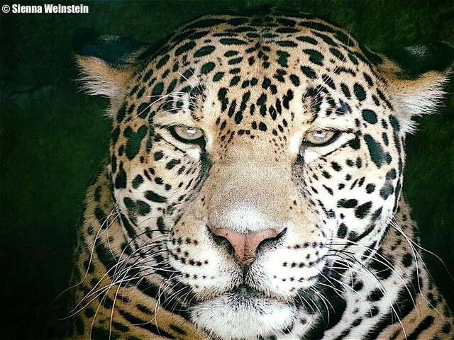 Hello, Chelsea here. | WildHub