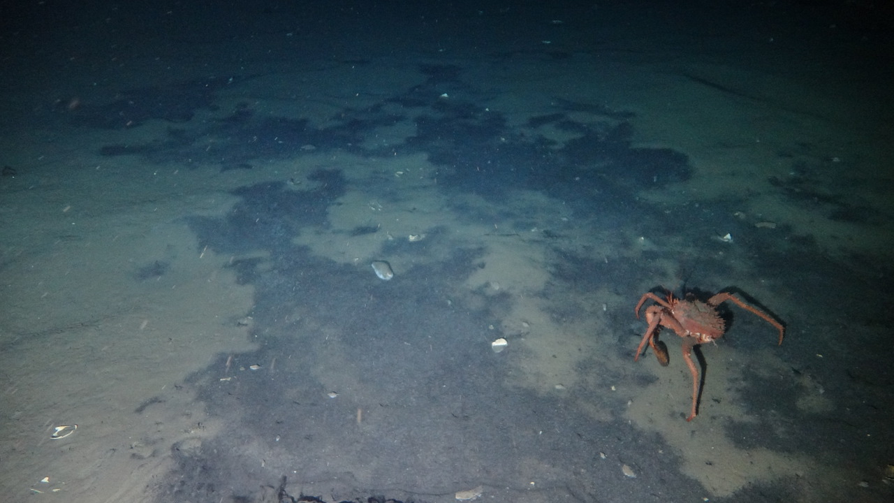 Decoding the genome of a cold seep Aplacophoran mollusc Chaetoderma sp ...