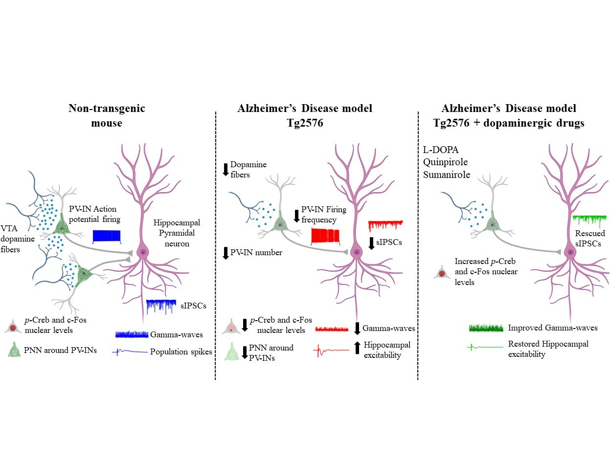 Boosting dopamine tone rescues Parvalbumin interneuron deficits and ...