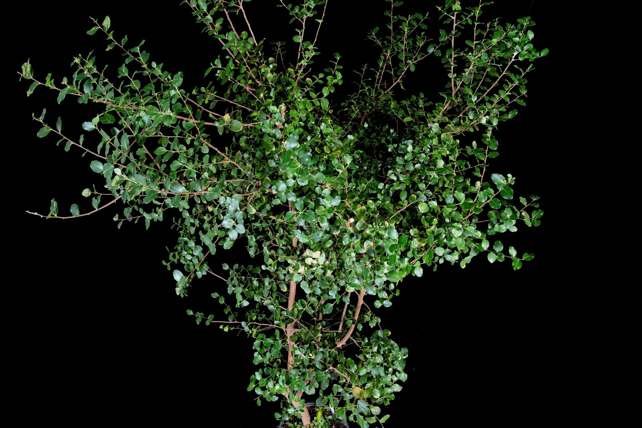 A saponin from a Chilean tree is changing the vaccine landscape ...