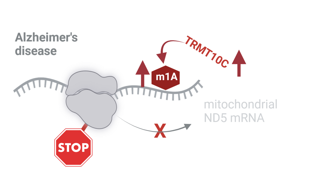 N1-methylation of adenosine (m1A) in ND5 mRNA leads to complex I ...