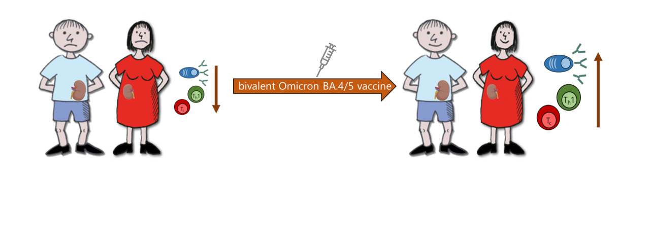 Potent induction of humoral and cellular immunity after bivalent BA.4/5 mRNA vaccination in ...