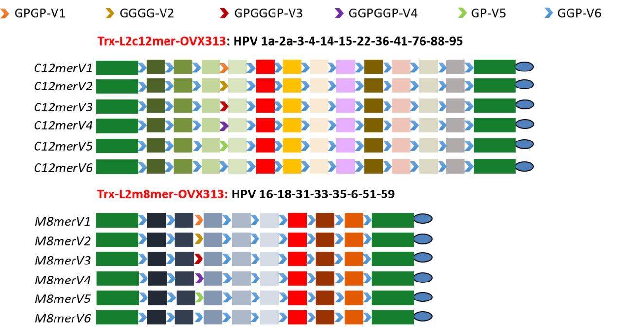 Spacer / Linker role in the design of a recombinant polytopic protein ...