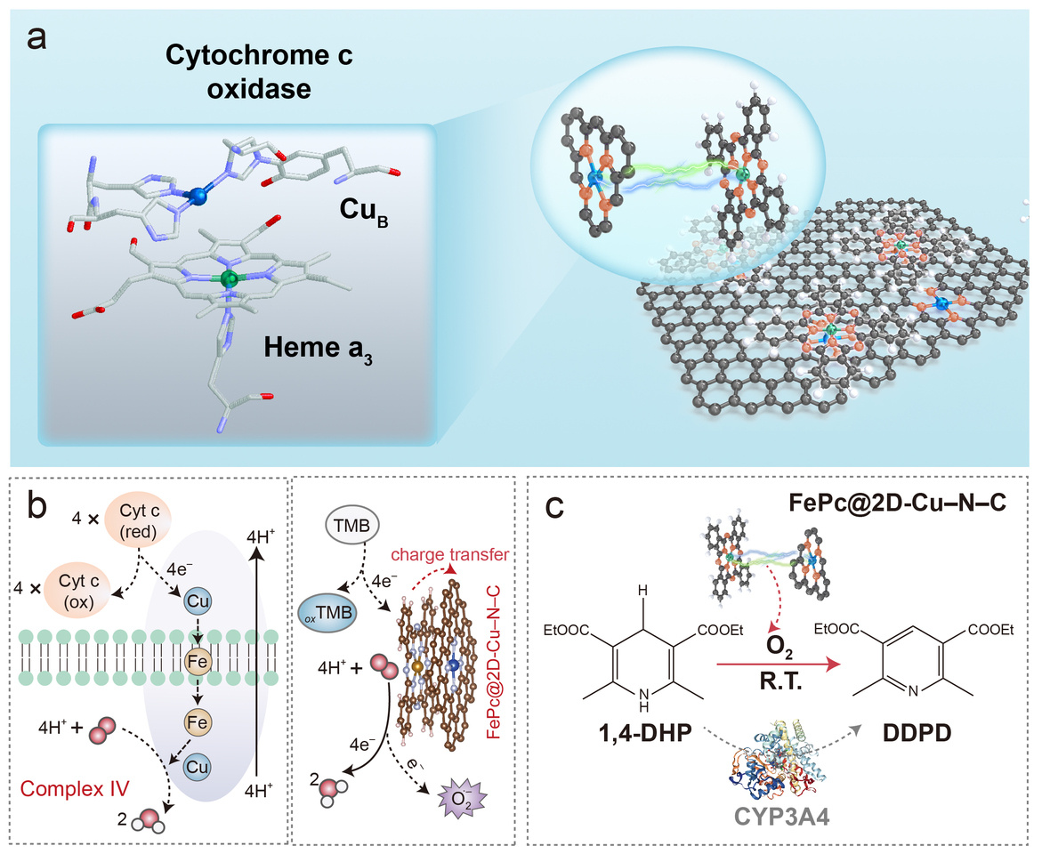 Spatial engineering of single-atom Fe adjacent to Cu-assisted nanozymes ...