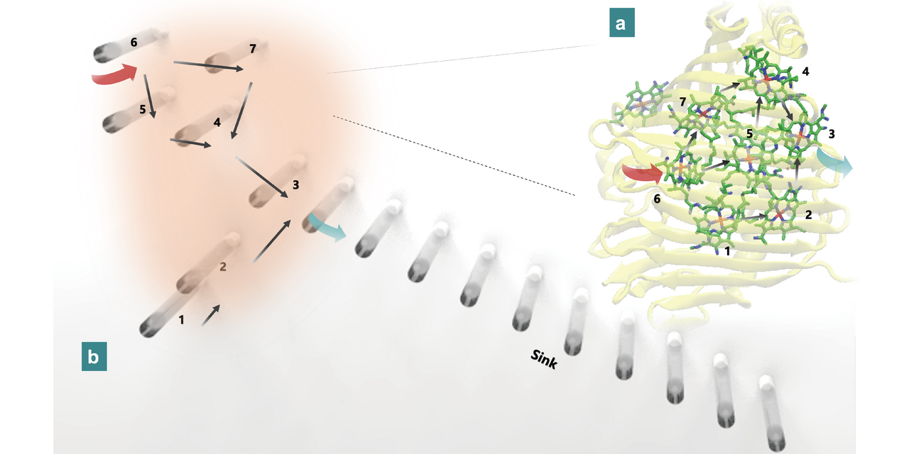 Quantum simulation of photosynthetic energy transport in green sulfur ...