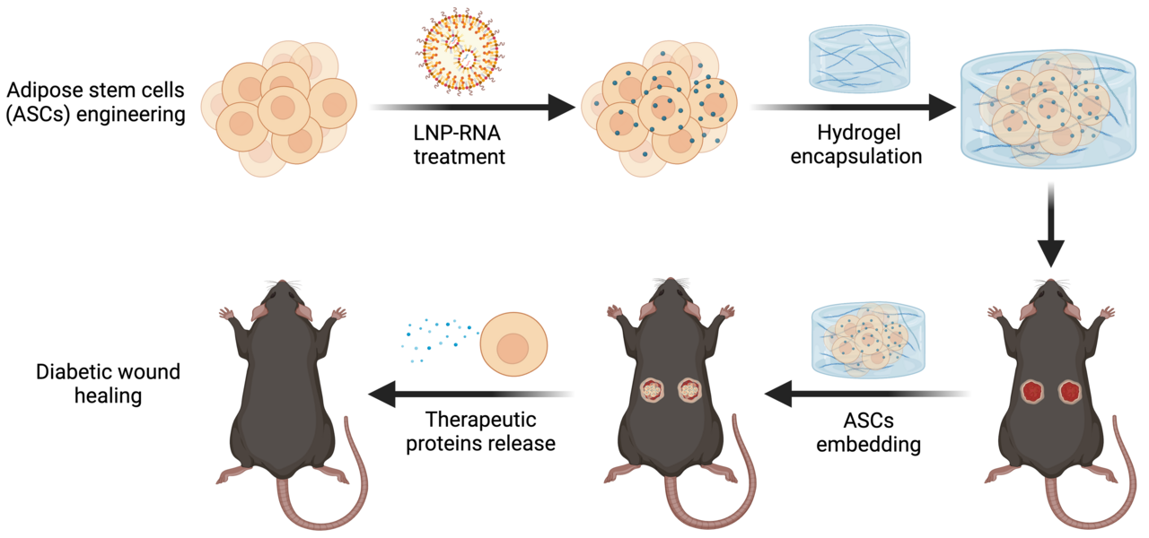 LNP-RNA-engineered adipose stem cells for accelerated diabetic wound ...
