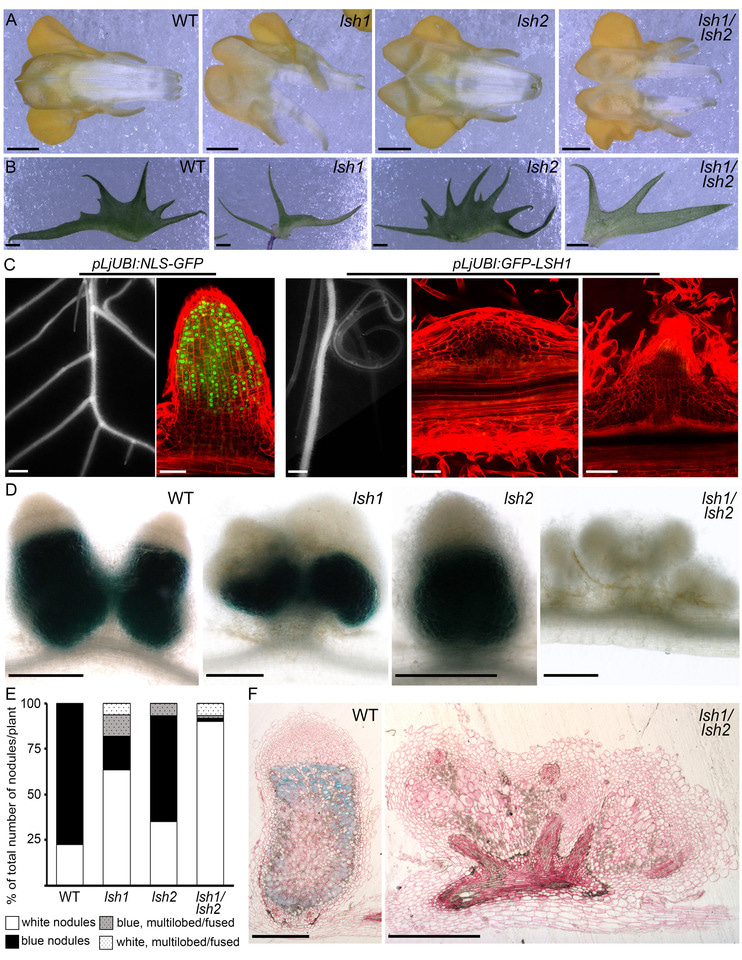 Unlocking the secrets of nitrogen fixation in legume plants | Research ...
