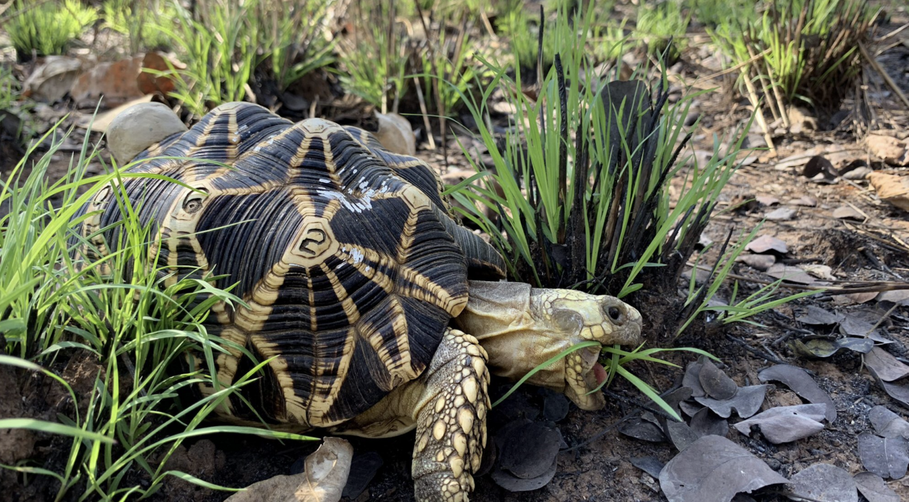 Shell shocked: Exploring anaerobic gut fungi in the tortoise gut ...