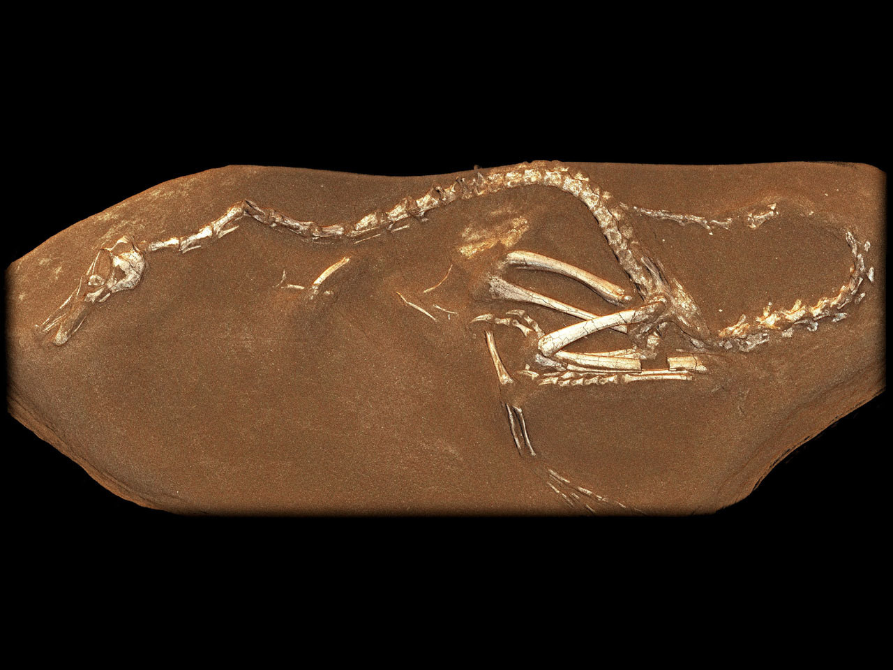 The amphibious swan-like raptor | Research Communities by Springer Nature