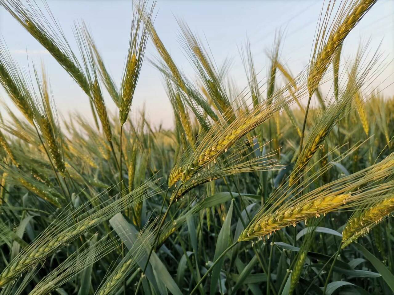Uncover natural variation left behind in wild emmer for modern wheat ...