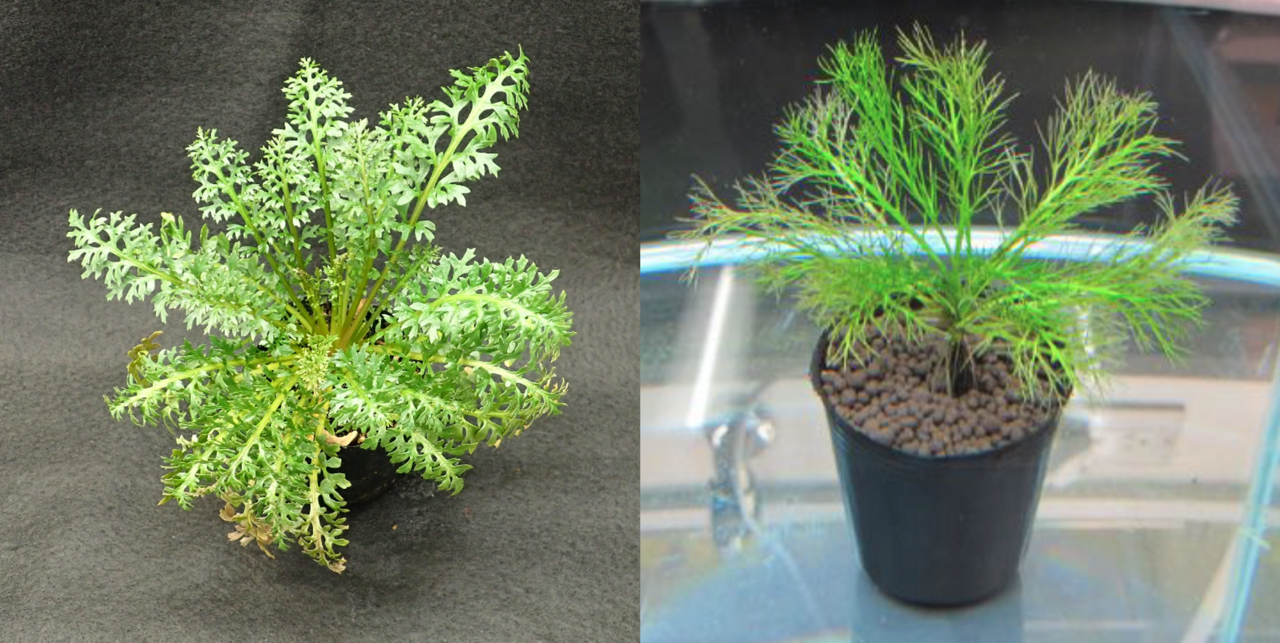 Unveiling the Mysteries of Heterophylly: A Dive into the Genome of ...