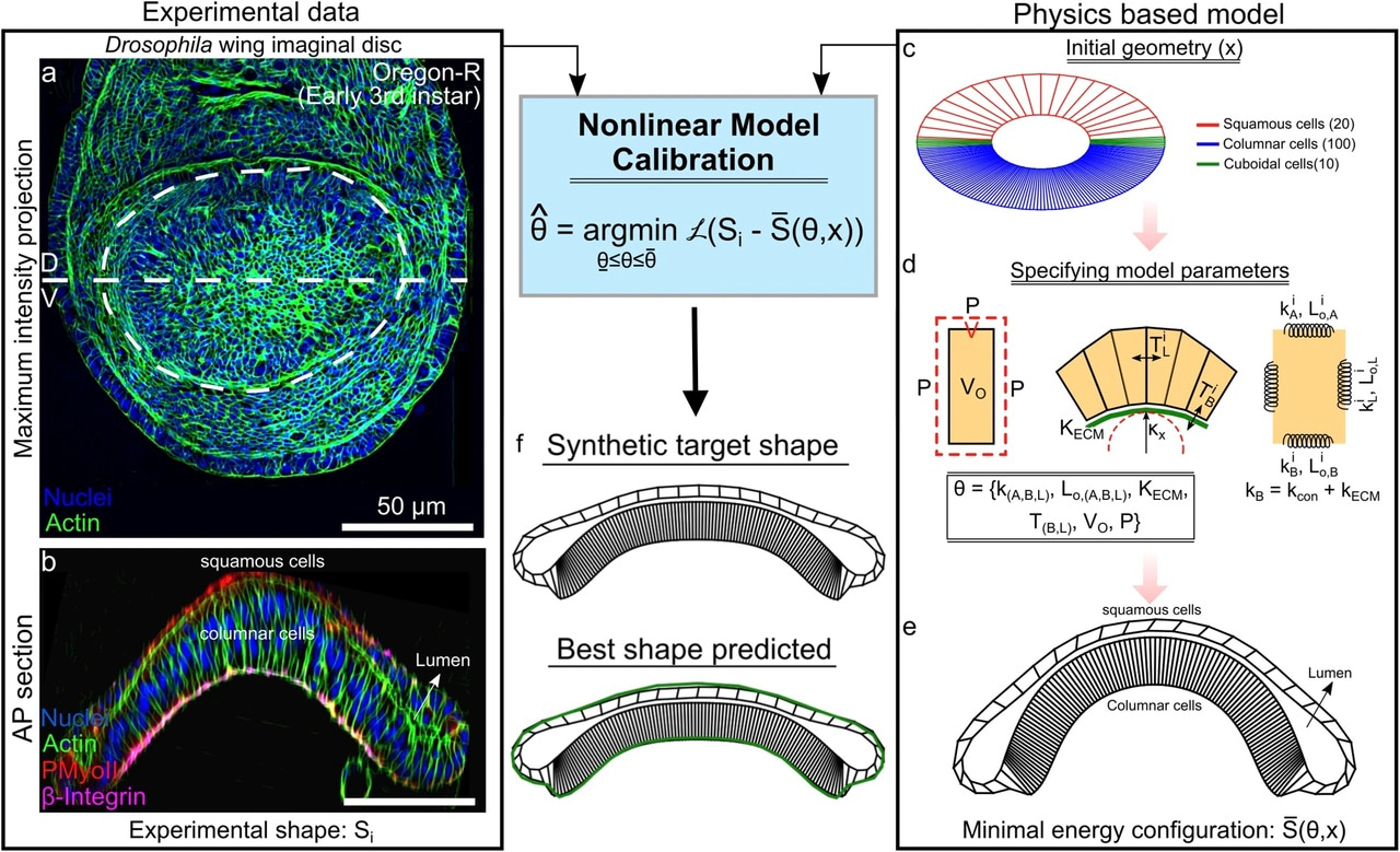 Behind the Paper: Reverse Engineering Morphogenesis | Research ...