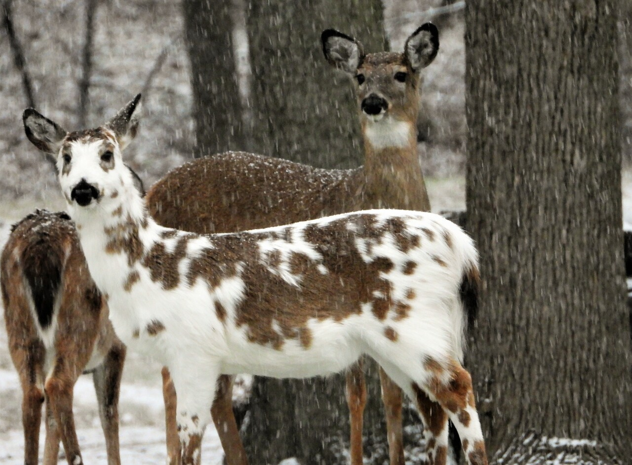 Trait genomics of deer - what islands can reveal | Research Communities ...