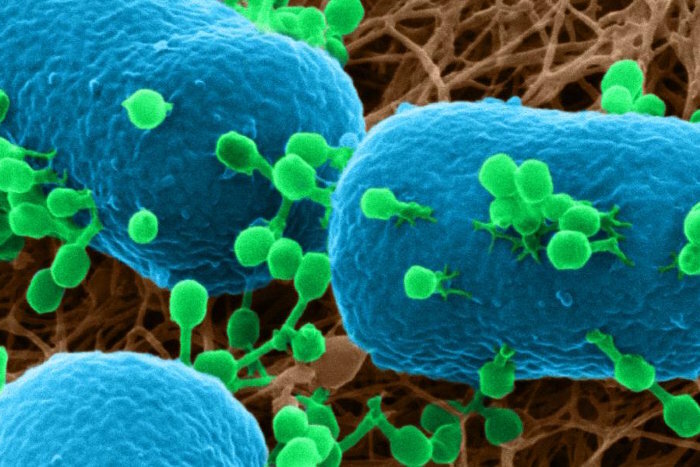 Phage therapy is back, it’s promising and it’s going to take structural support to keep it going ...