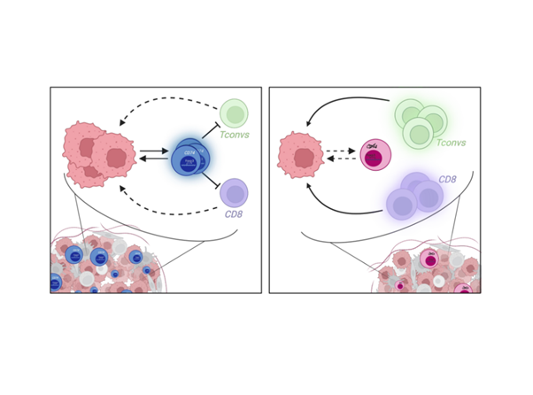 Why would tumor-associated Tregs overexpress the MHC-II invariant chain ...