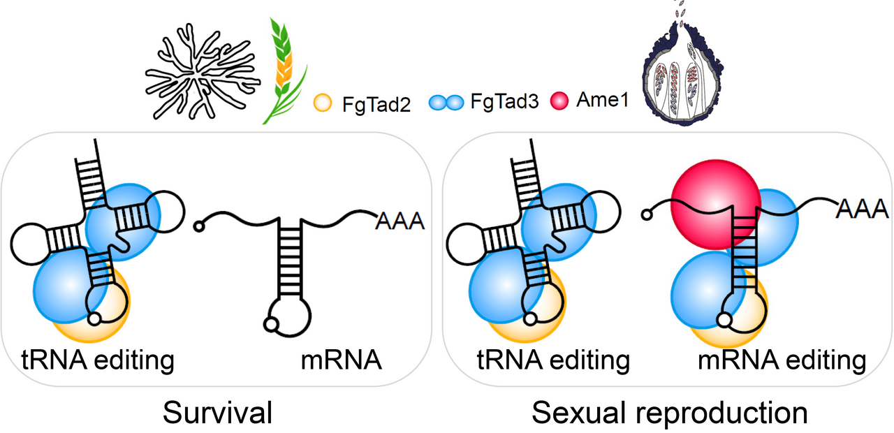 Unveiling the Mystery of Fungal RNA Editing Machinery: A Story of ...