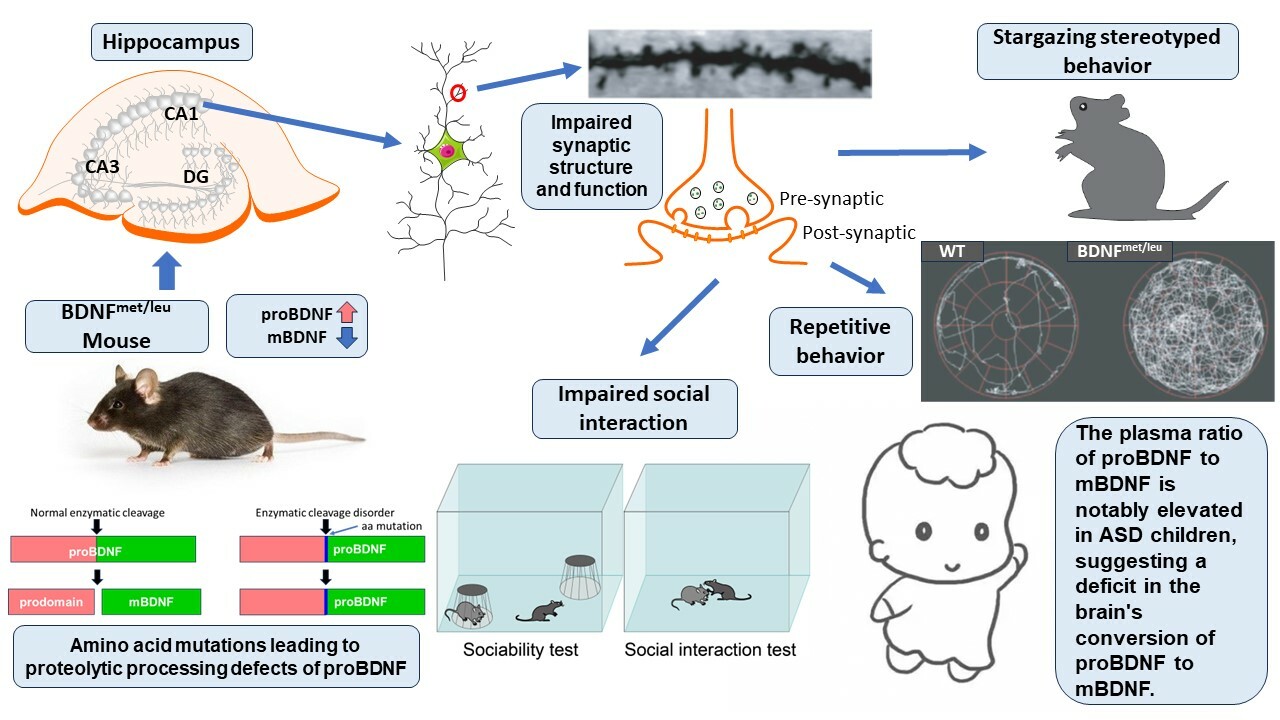 Inhibiting proBDNF to mature BDNF conversion leads to autism-like ...