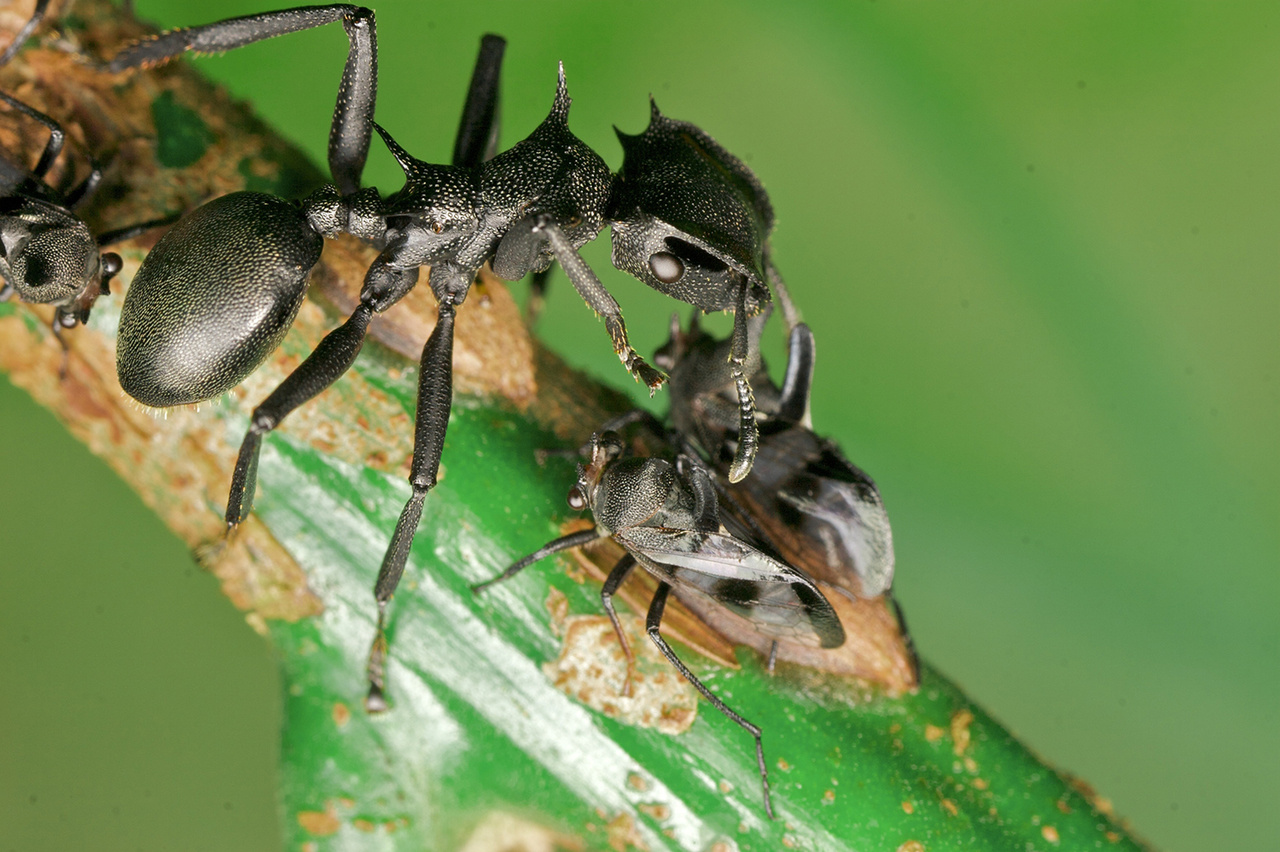 Journal Club: The ant microbiome: Making amino acids from urine ...