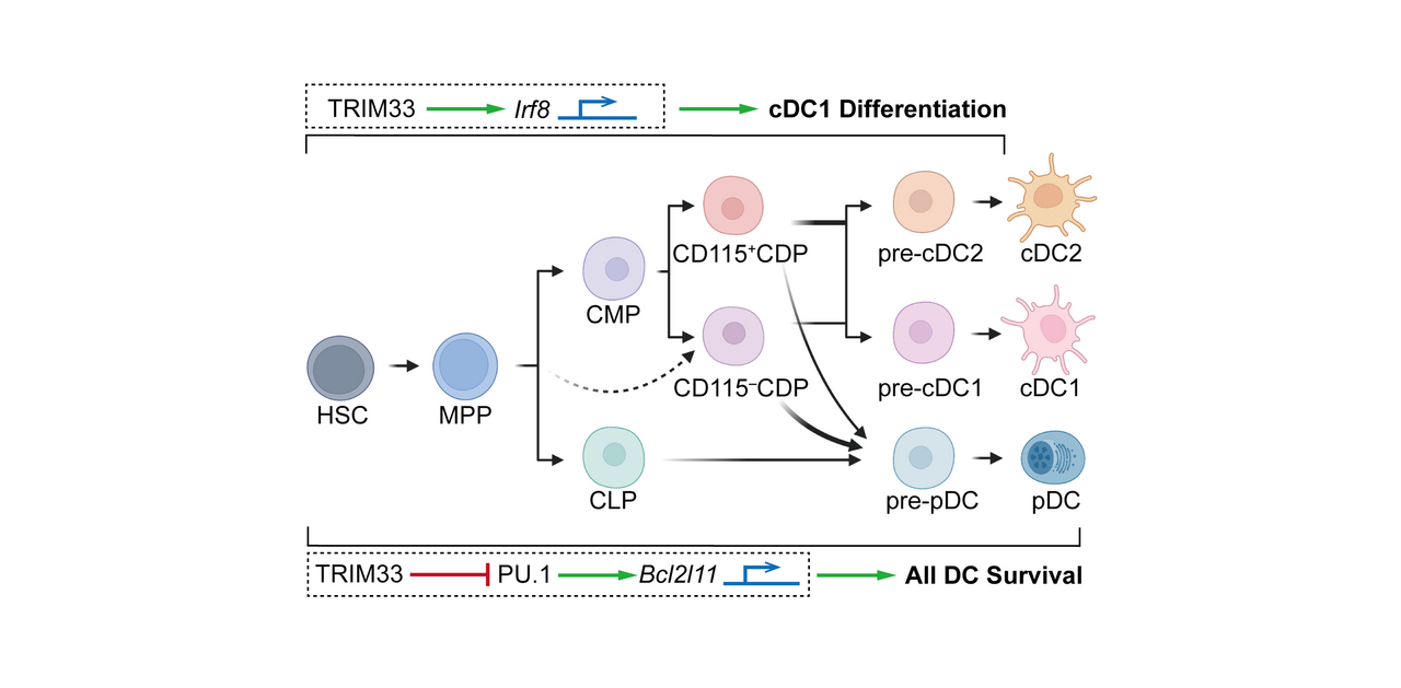 TRIMMER of the development and survival of dendritic cells | Research ...