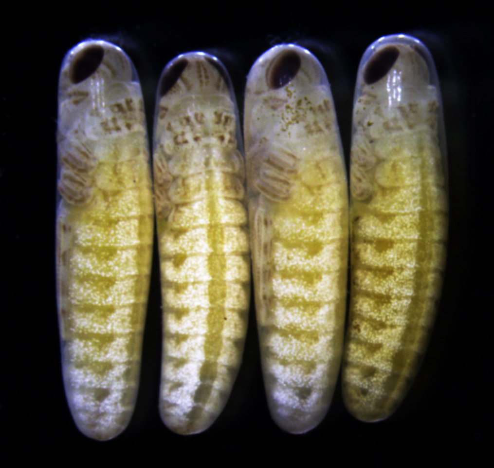 Parental experiences orchestrate locust egg hatching synchrony by ...