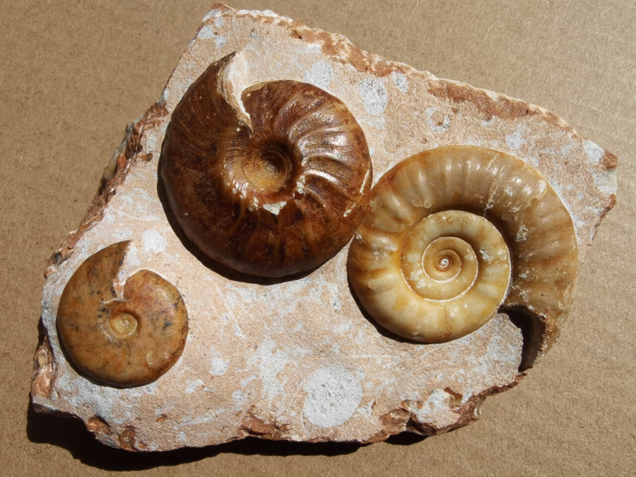 Heterogeneous morphological evolution during the Great Dying | Research ...