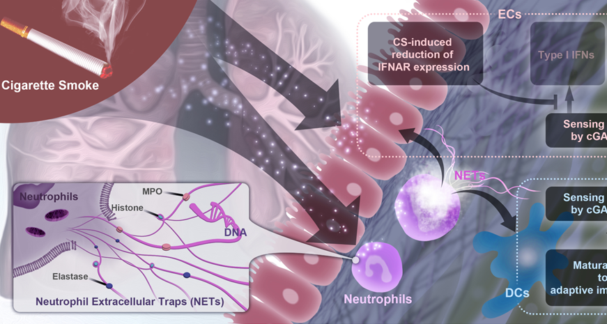 DNA of neutrophil extracellular traps promote autoimmunity in chronic ...