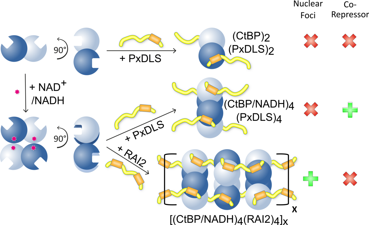 Corepressor protein activity regulation by SliM-induced polymerization | Research Communities by ...