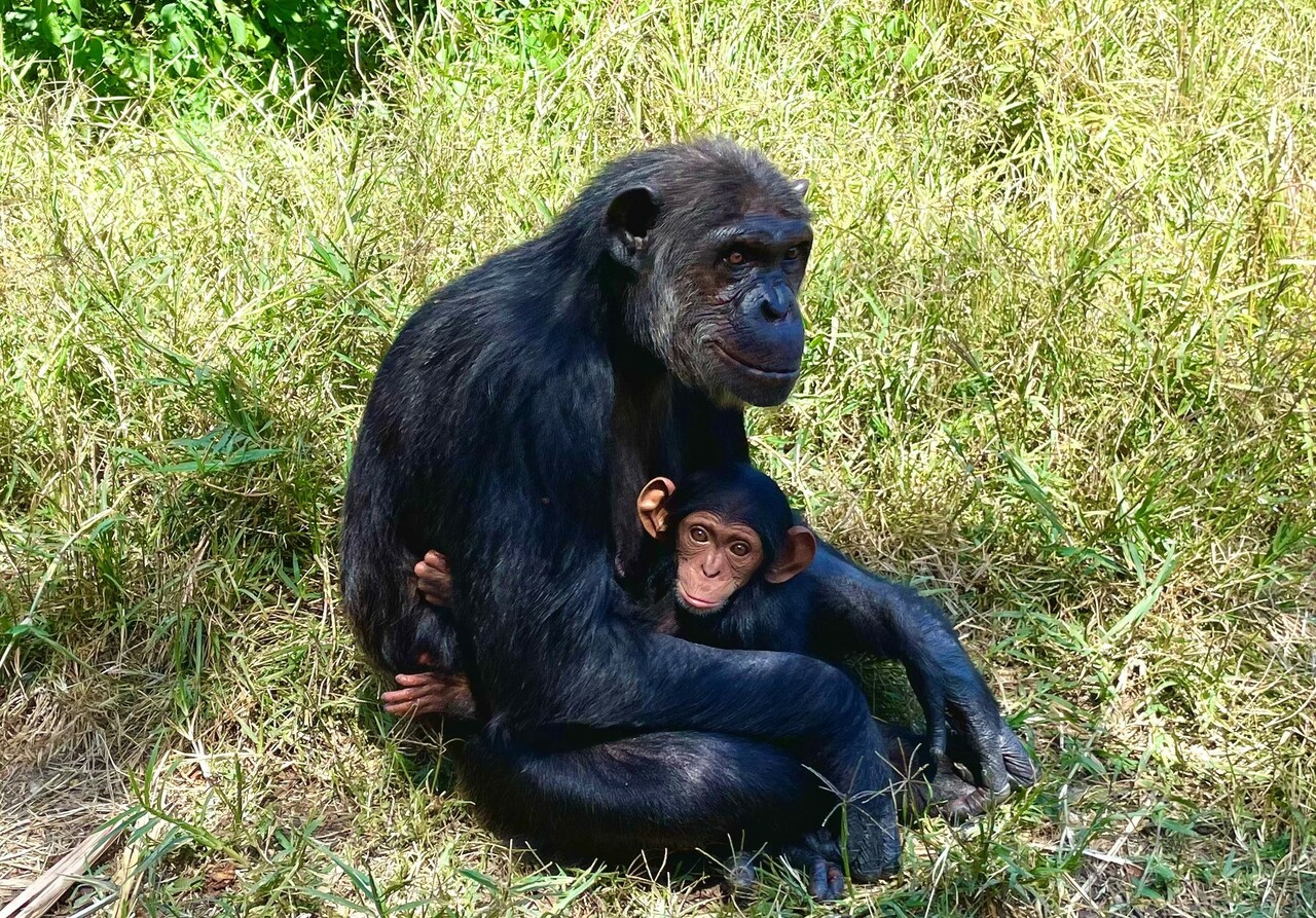 Divergent evolution of the human heart: What we can learn from our ...