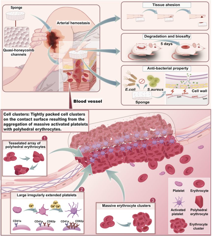 Antibacterial and Rapidly Absorbable Hemostatic Sponge by Aldehyde ...