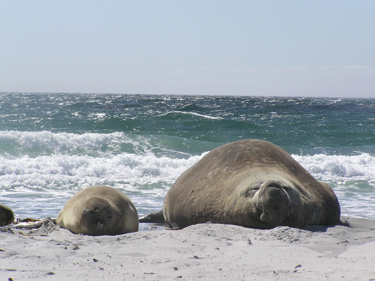 Exploring the genome evolution linked to sexual size dimorphism in ...