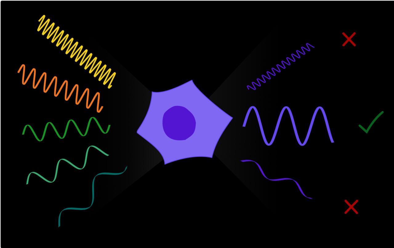Timing Is Everything How Frequency Preference Responses Emerge From Transient Dynamics In