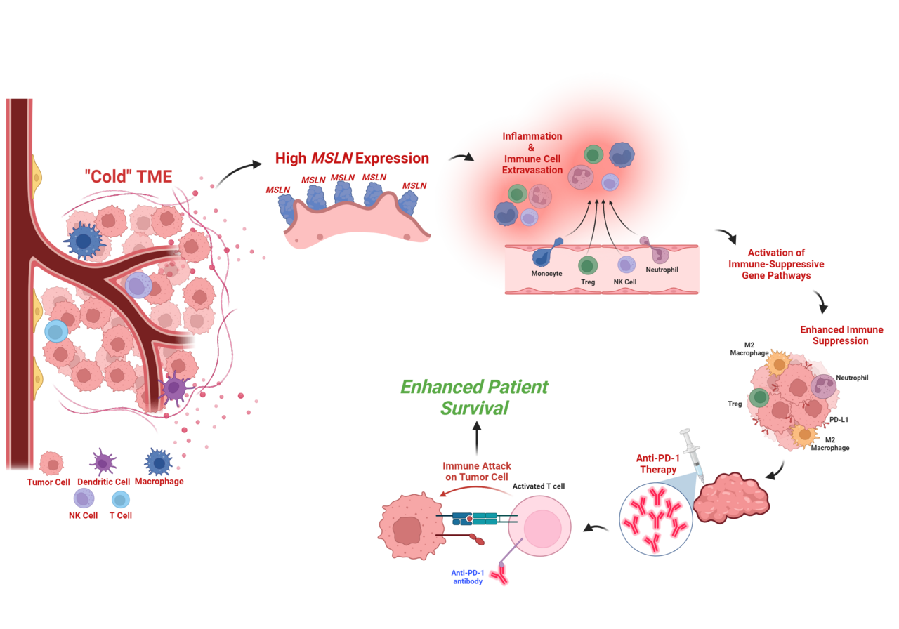 Battle of the Cold TME Frontier – Novel Biomarker in Microsatellite ...