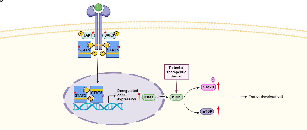 PIM1 is a potential therapeutic target for the leukemogenic effects ...