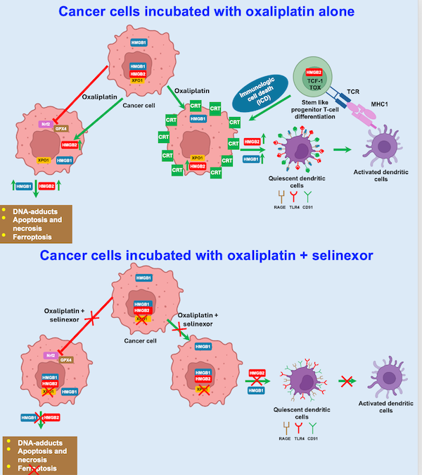 HMGB2-induced calreticulin translocation required for immunogenic cell ...