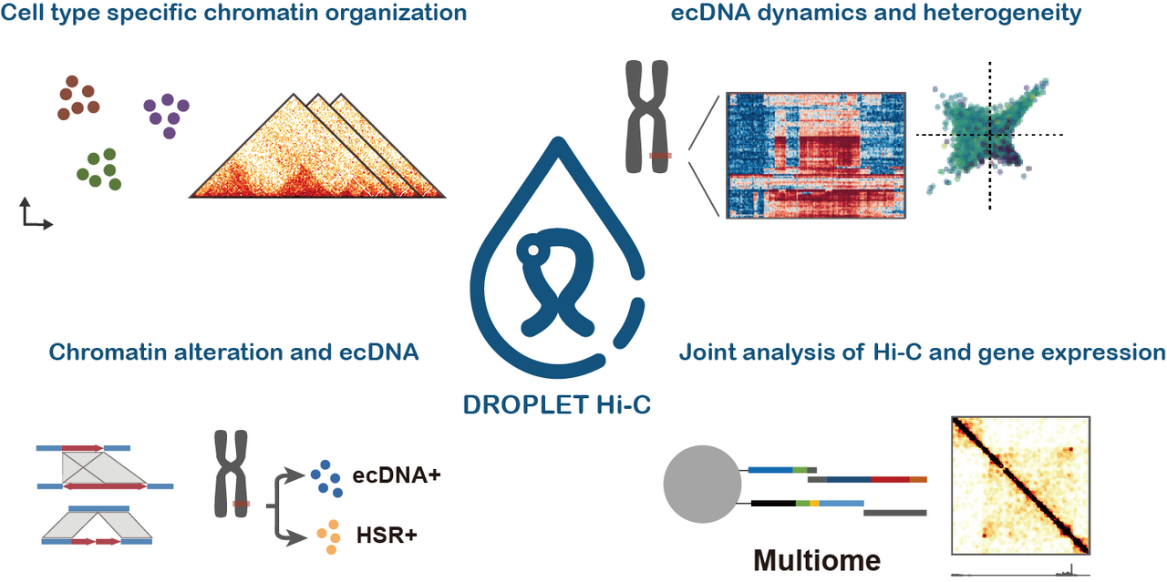 Unveiling Chromatin Architecture with Droplet Hi-C: A Breakthrough in ...