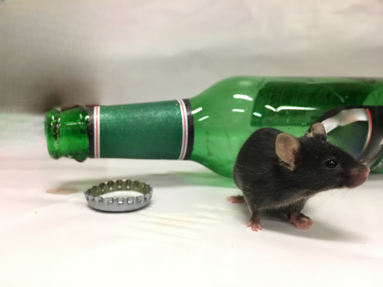 Risk avoidance behaviors and relief by alcohol are driven by imbalance ...