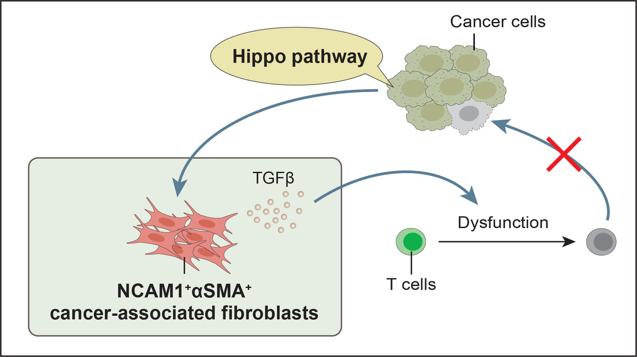 Hippo signaling pathway in cancer cells induces the formation of ...