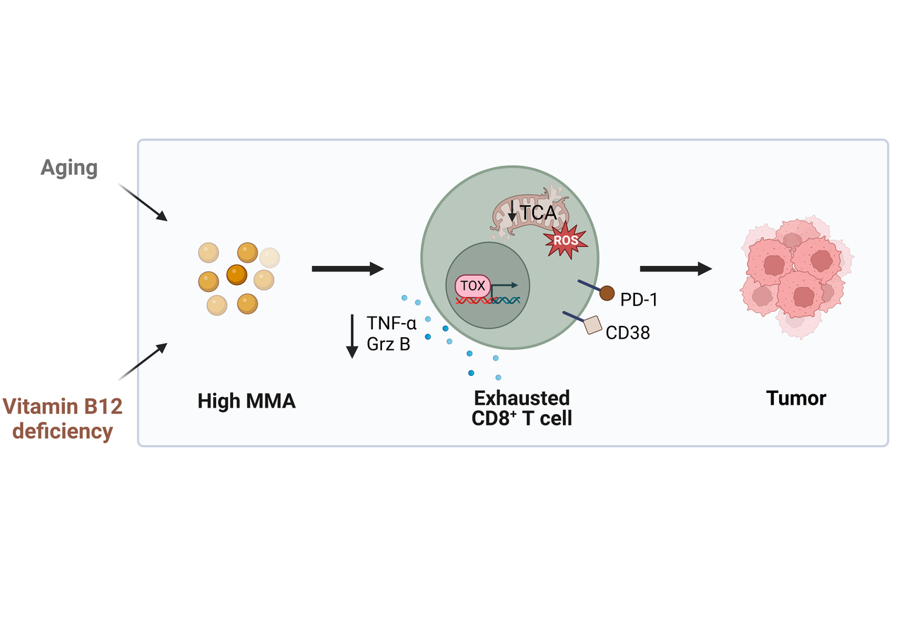 Methylmalonic acid is exhausting! The story of an age-related ...