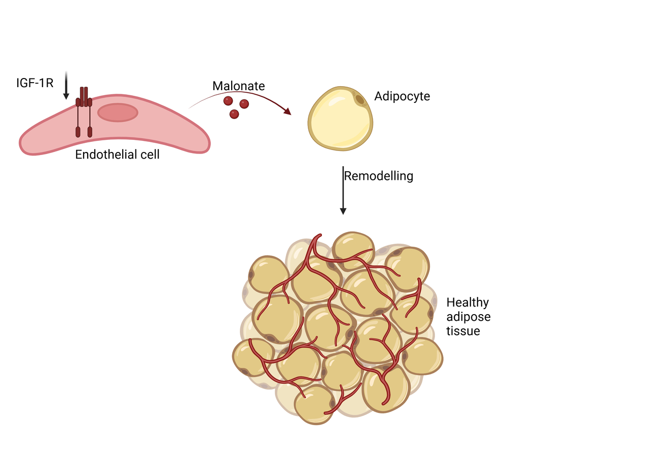 Targeting Blood Vessels to Combat Obesity: How Endothelial IGF-1R ...